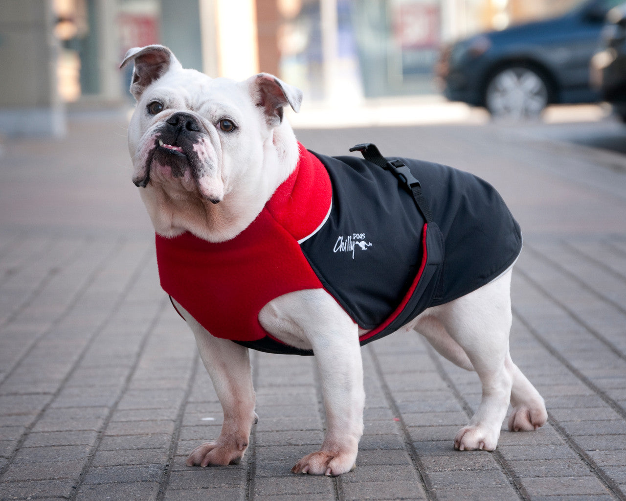 Chilly Dogs: Premium Canadian-Made Dog Coats for Every Adventure ...